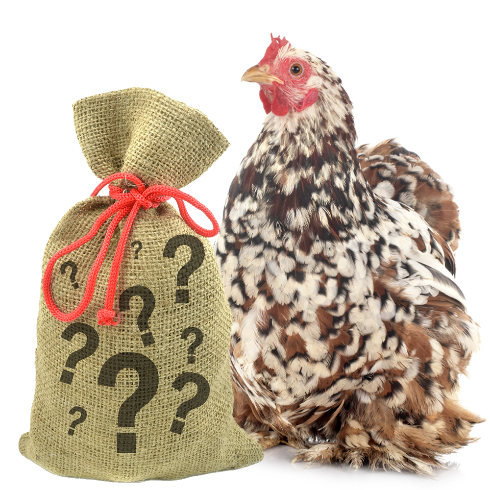 Pampered Chicken Mama 7 Pound Mystery Chicken Treat Bundle: 7 Differen ...
