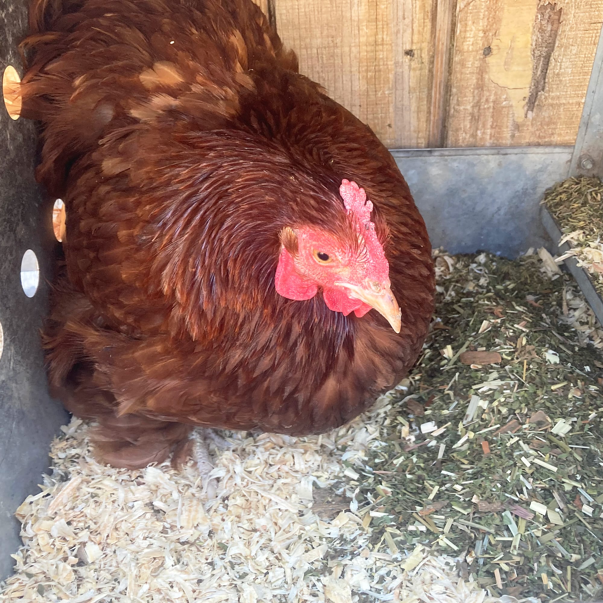 Nesting Herbs For Backyard Chickens | Dahlia Pets