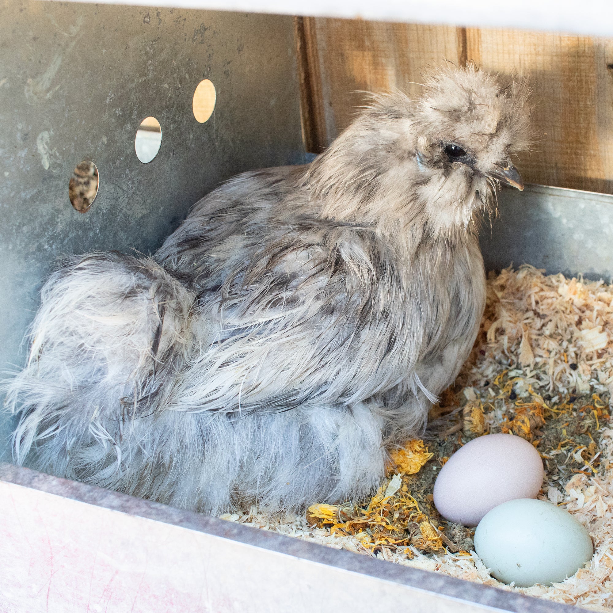 Chickens | Dahlia Pets