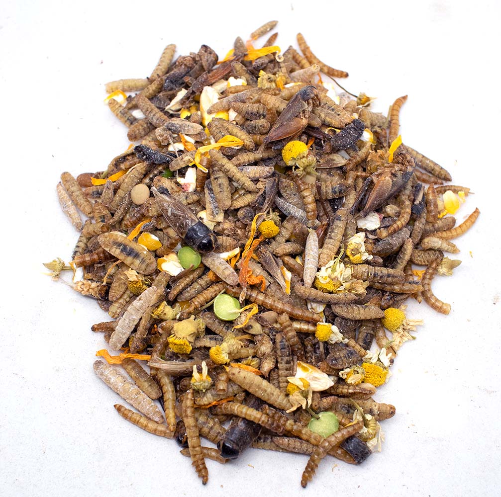 Chicken Candy Treat For Chickens: BloomGrubs, Mealworms, Crickets, Cor ...